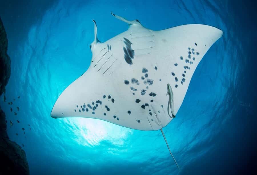 Private Boat for your Romantic Dive in Bora Bora - Who Should Consider This Tour?