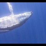 Private boat tour to swim with whales and sharks - Why This Tour is Worth Considering
