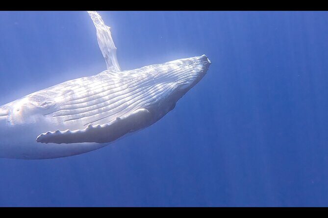 Private boat tour to swim with whales and sharks - Why This Tour is Worth Considering