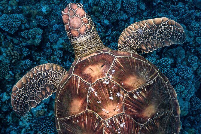 Private Boat Tours on Moorea Lagoon - Authentic and Environmentally Friendly Experience