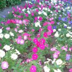 Private Christchurch & Lyttelton Scenic Day Tour - How This Tour Adds Value