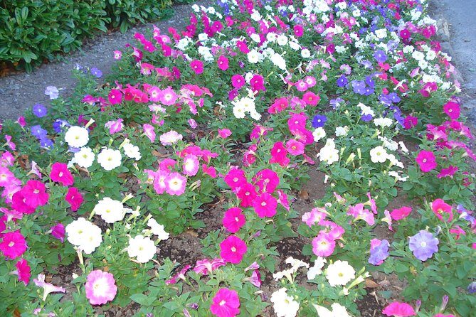 Private Christchurch & Lyttelton Scenic Day Tour - How This Tour Adds Value