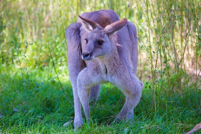 Private Coast & Kangaroo Valley Wildlife Escape Tour From Sydney - Who Will Love This Tour?