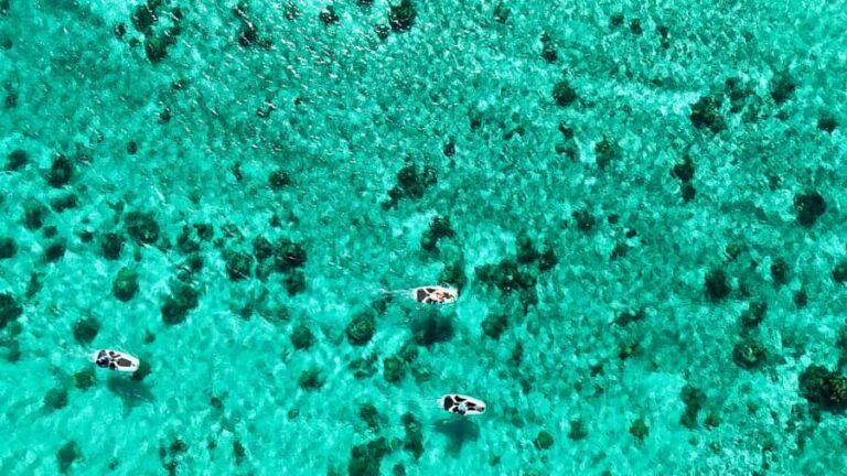 Private E-Board Tour of Moorea Lagoon - Authenticity & Experience Quality