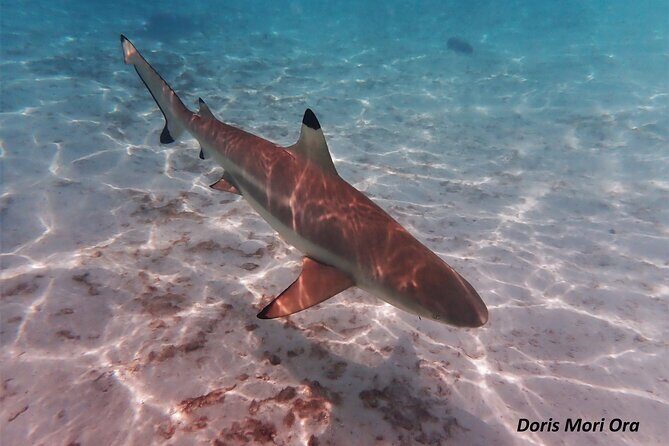 Private excursion Half day Moorea Discovery of the lagoon - The Value of This Tour