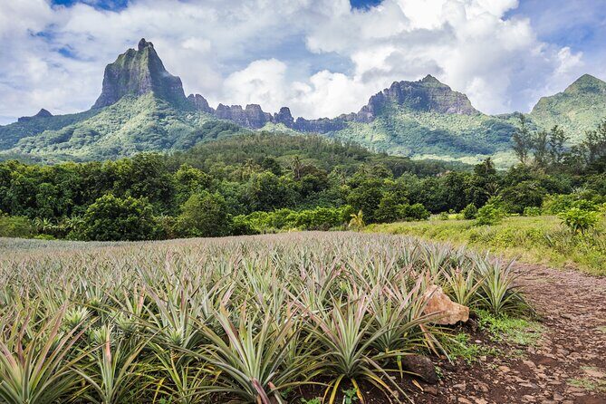 Private excursion to Moorea, photo tour & immersive discovery - Price & Value for Money