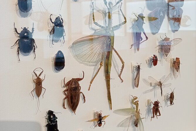 Private Full Day Darwin City Tour with Lunch and Pickup - Practical Details & Value