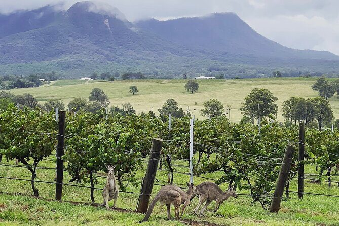 Private Hunter Valley Wine Tasting Tour from Sydney - Why Choose the Hunter Valley Experience?