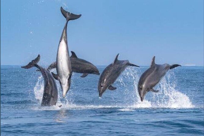 Private Kaikoura Whale Watching Day Trip From Christchurch - Final Thoughts: Is This Tour Worth It?