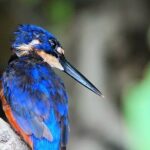 Private Luxury Daintree Dream Tour All Inclusive - A Deep Dive into the Itinerary and Experience