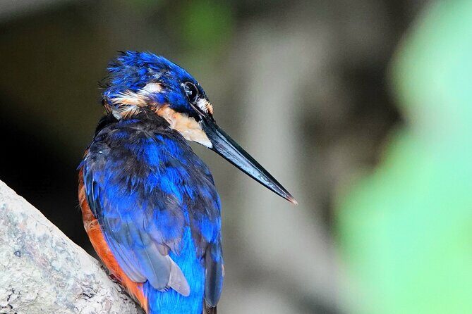 Private Luxury Daintree Dream Tour All Inclusive - A Deep Dive into the Itinerary and Experience