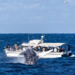 Private Luxury Intimate Whale Watching - The Itinerary in Detail