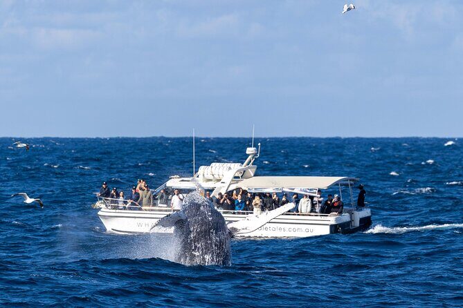 Private Luxury Intimate Whale Watching - The Itinerary in Detail