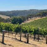 Private Mclaren Vale Wine Tour - The Sum Up
