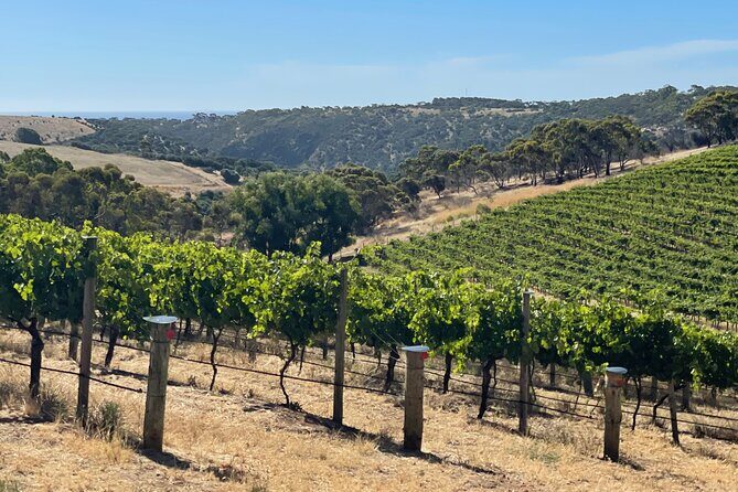 Private Mclaren Vale Wine Tour - The Sum Up