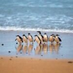 Private Melbourne Tour: Phillip Island and Chocolate Factory - The Itinerary in Detail