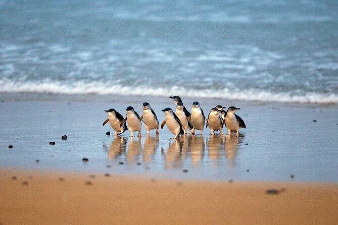 Private Melbourne Tour: Phillip Island and Chocolate Factory - The Itinerary in Detail