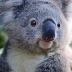 Private Nature Escape Tour 2 Days in Sydney - Final Thoughts