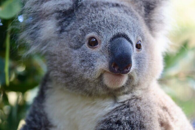 Private Nature Escape Tour 2 Days in Sydney - Final Thoughts