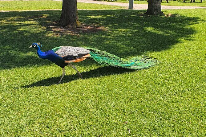 Private Phillip Island Day Tour - Final Thoughts: Is It Worth It?