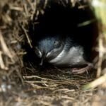 Private Phillip Island Penguin Parade Tour - The Value of Everything Included