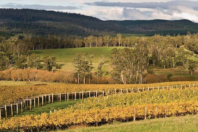Private Pinot Noir Wine Tasting & Platter in Adelaide Hills - Why This Tour Works Well