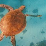 Private Snorkeling Trip on a Polynesian Outrigger - Pricing & Value