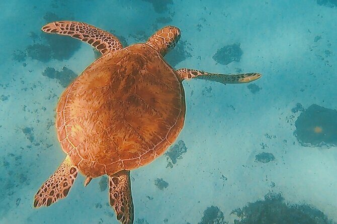 Private Snorkeling Trip on a Polynesian Outrigger - Pricing & Value