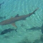 Private Swimming with Turtles/Sharks at Blue Lagoon and Waterfall - What’s Included and What’s Not