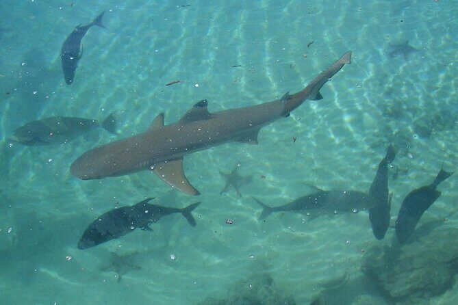 Private Swimming with Turtles/Sharks at Blue Lagoon and Waterfall - What’s Included and What’s Not