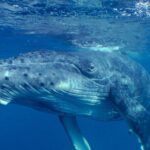 Private Tour 4h Whale watching quiet area peninsula Tahiti - An In-Depth Look at the 4-Hour Whale Watching Experience