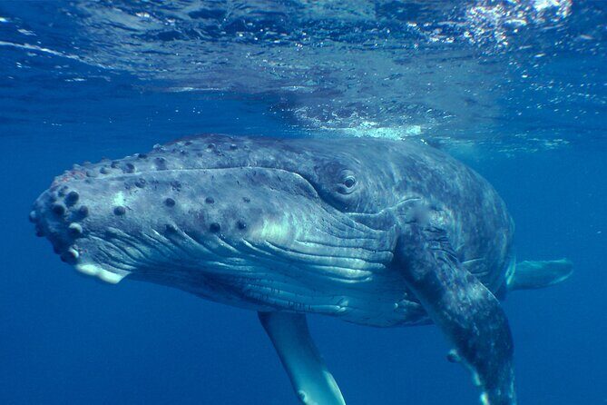 Private Tour 4h Whale watching quiet area peninsula Tahiti - An In-Depth Look at the 4-Hour Whale Watching Experience
