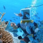 Private Tour: Aqua Safari Scuba Diving - What to Expect Underwater