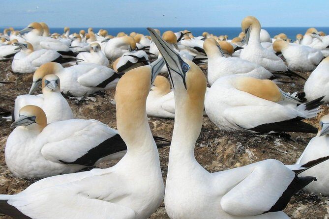 Private Tour - Muriwai Beach & Wine Tasting - A Closer Look at the Itinerary