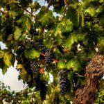 Private Tour of Rojina's Fleurieu in McLaren Vale - Final Thoughts