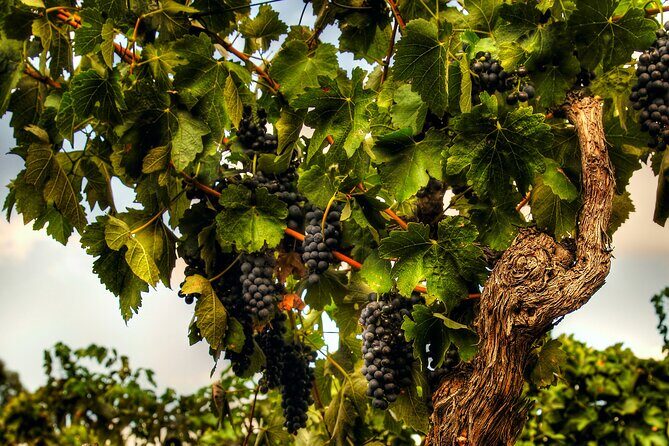 Private Tour of Rojina's Fleurieu in McLaren Vale - Final Thoughts