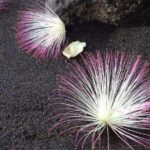 Private Tour of Tahiti's East Coast 3hours - FAQs