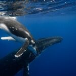 Private tour whale watching and snorkeling in Moorea - The Experience in Detail