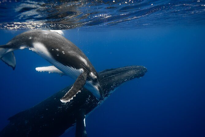 Private tour whale watching and snorkeling in Moorea - The Experience in Detail