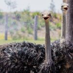 PVT Guided Tour: Sydney Opera House and Featherdale Wildlife Park - Why This Tour Offers Good Value