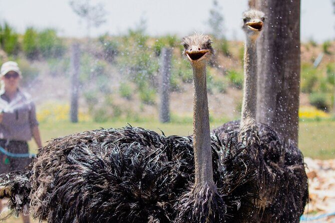 PVT Guided Tour: Sydney Opera House and Featherdale Wildlife Park - Why This Tour Offers Good Value