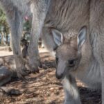 Quad Biking, Koalas and Kangaroos - Private Tour - Exploring the Itinerary in Detail