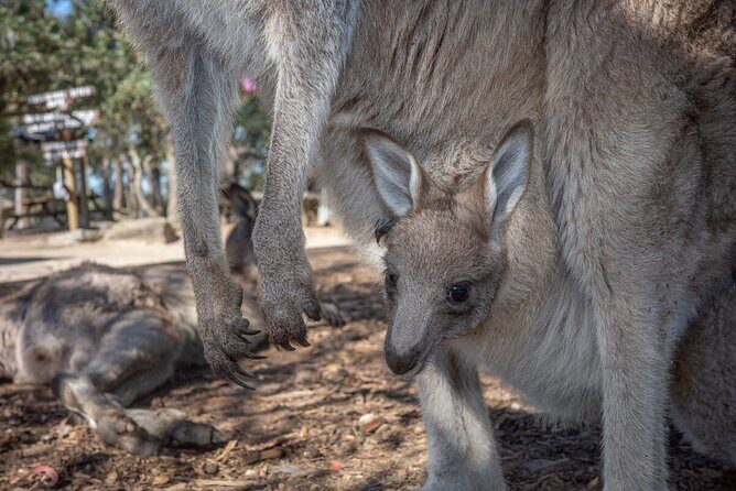 Quad Biking, Koalas and Kangaroos - Private Tour - Exploring the Itinerary in Detail