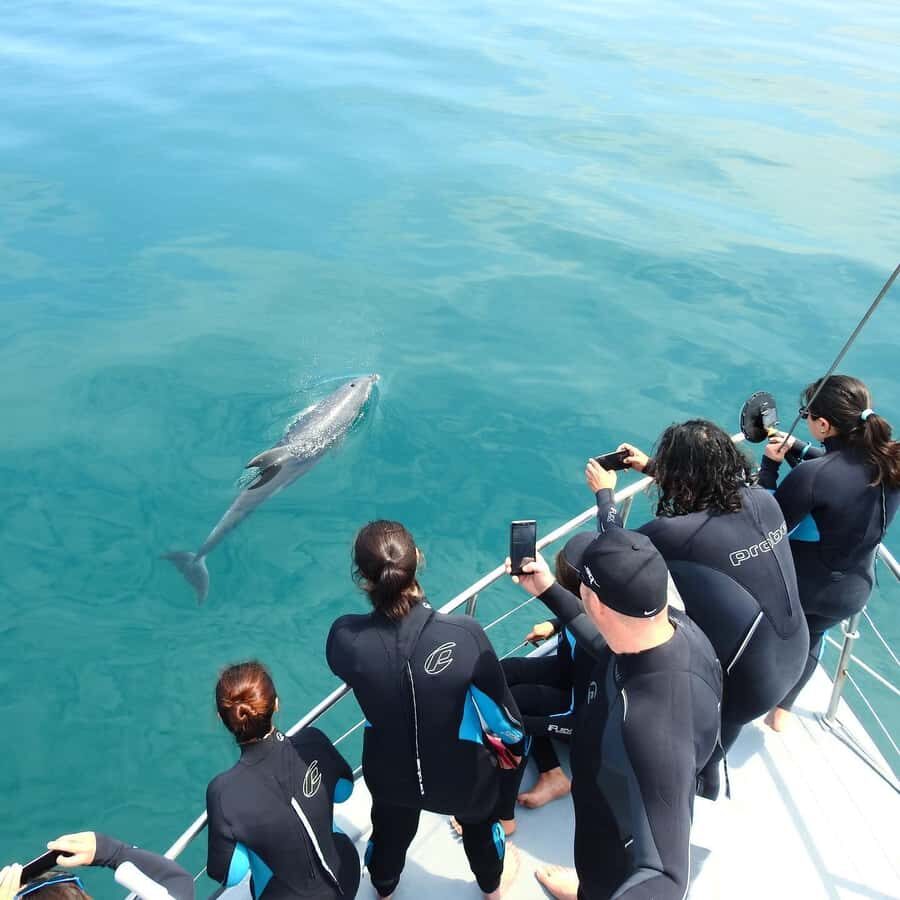 Queenscliff Harbour: 3.5hr Seal & Dolphin Snorkelling Tour - What Reviewers Say