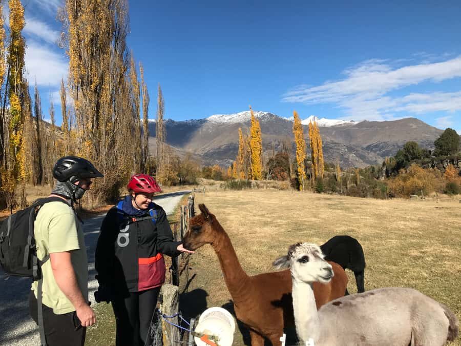 Queenstown: Guided E-Bike Tour with Winery Visits & Tastings - The Route and Its Highlights