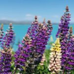 Queenstown to Lake Tekapo via Mt Cook One-Way Small Group Tour - What’s Included & What’s Not