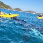 Rainbow Beach: Whale Watching Ocean Kayak Tour & Beach 4X4 - Authentic Insights from Reviewers