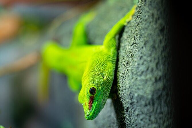 Reptile House Experience at Melbourne Zoo - excl. entry - Final Thoughts: Who Will Love This Tour?
