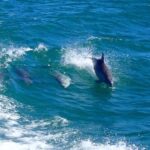 Rockingham: Shoalwater Islands, Dolphins, and Sea Lions Tour - Wildlife Encounters: From Dolphins to Seals