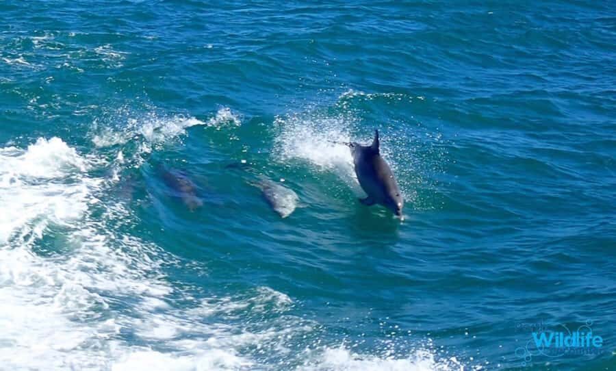 Rockingham: Shoalwater Islands, Dolphins, and Sea Lions Tour - Wildlife Encounters: From Dolphins to Seals